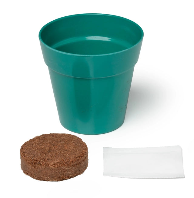 Sweet Pea Growing Kit – Form Shop & Studio